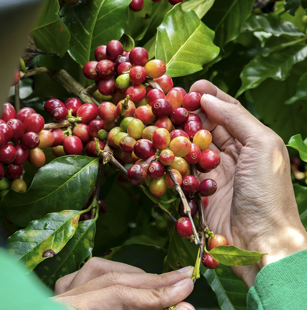 7 dangerous Toxins Hiding In Your Cup Of Joe copy | Lifeboost Coffee