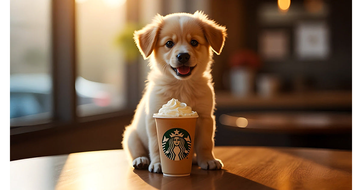 What Is a Starbucks Puppuccino and How to Make It? | Lifeboost Coffee