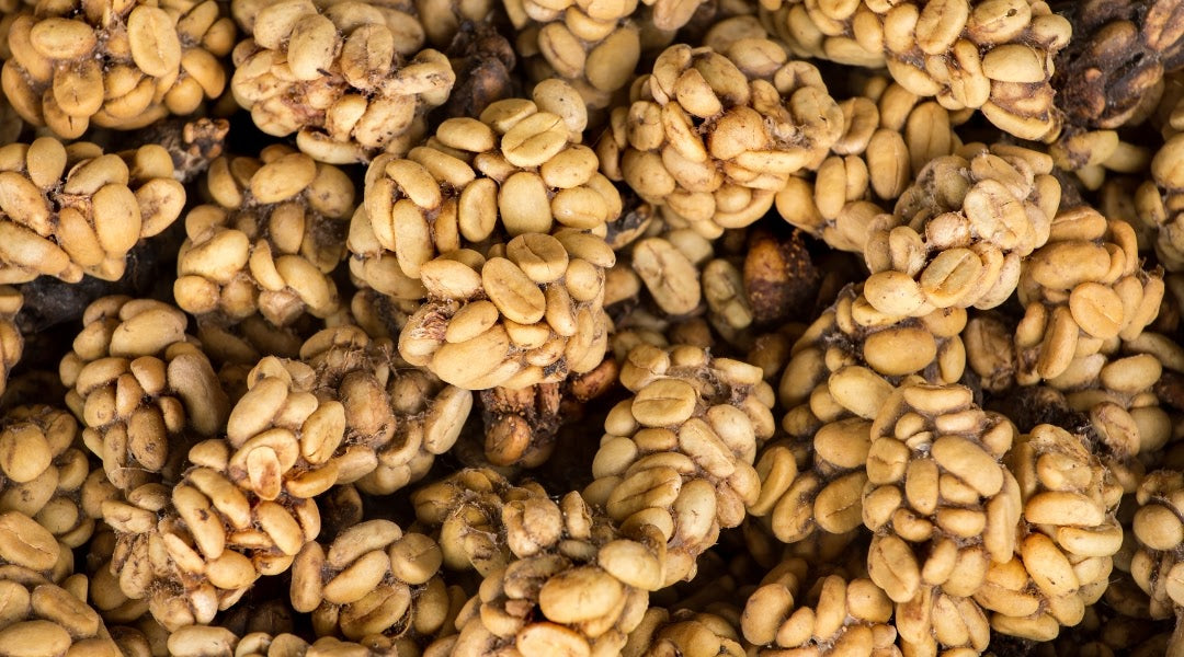 Kopi Luwak Exposed-The Controversial Truth Behind Cat Poop Coffee ...