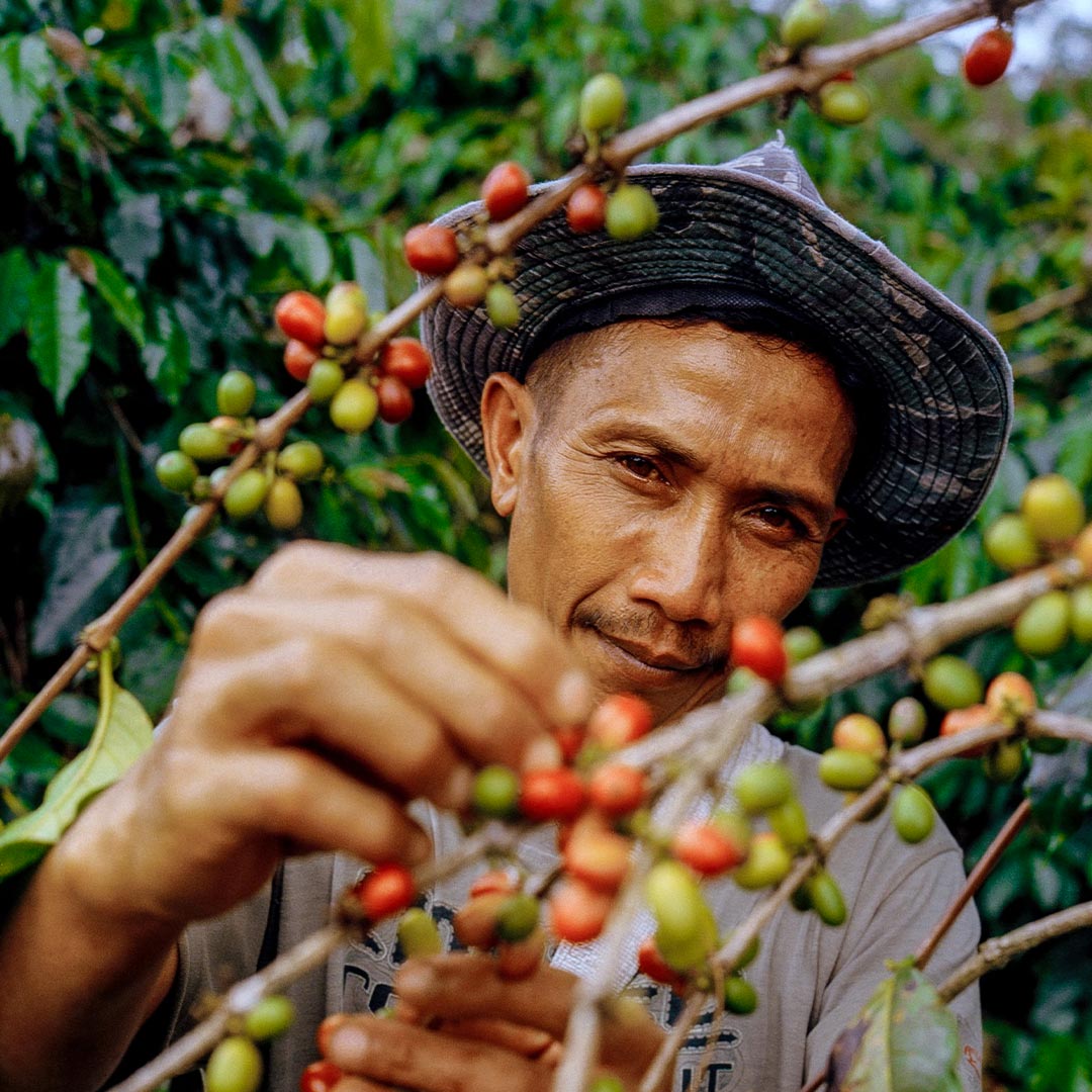 Exploring the Unique Taste of Sumatra Coffee | Lifeboost Coffee