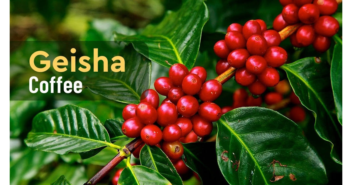 What Makes Panama Geisha Coffee Exceptionally Popular? | Lifeboost Coffee