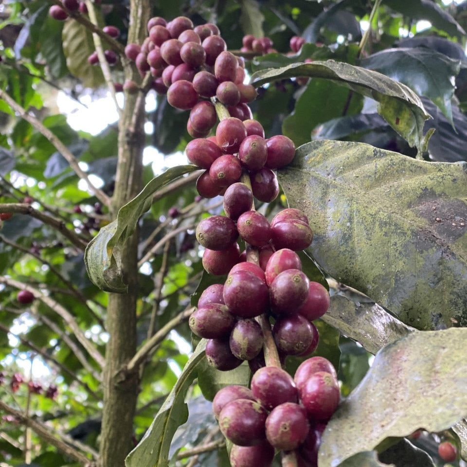 Rainbow Coffee- Premium, Luxurious, Rare, Delight | Lifeboost Coffee