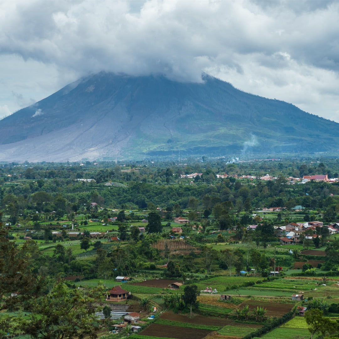 Gayo Pantan Musara -Premium, Luxurious, Rare, Delight | Lifeboost Coffee